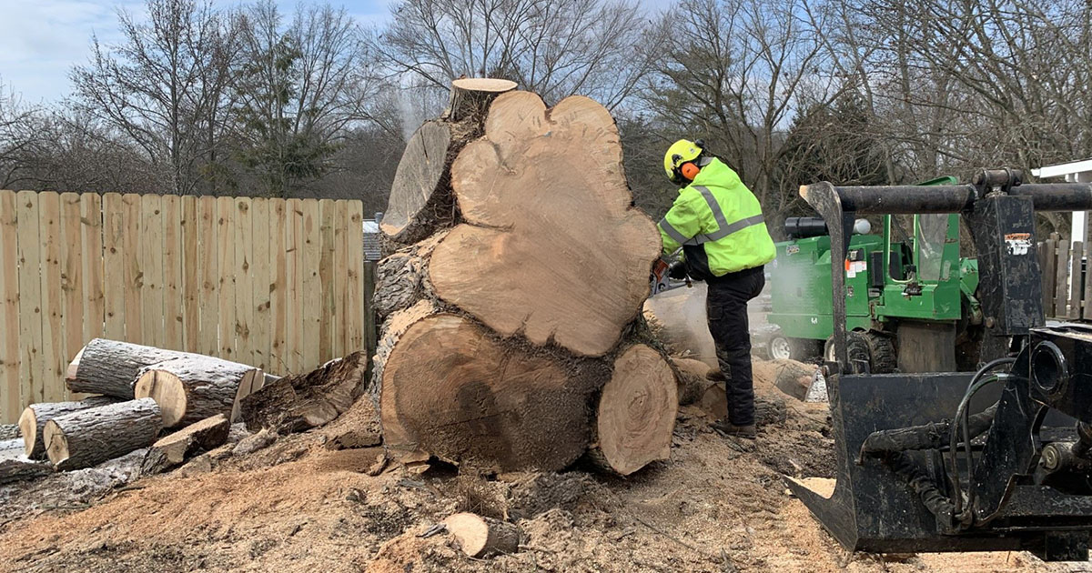 Tree Insurance Services in Amelia | Insurance Tree Services