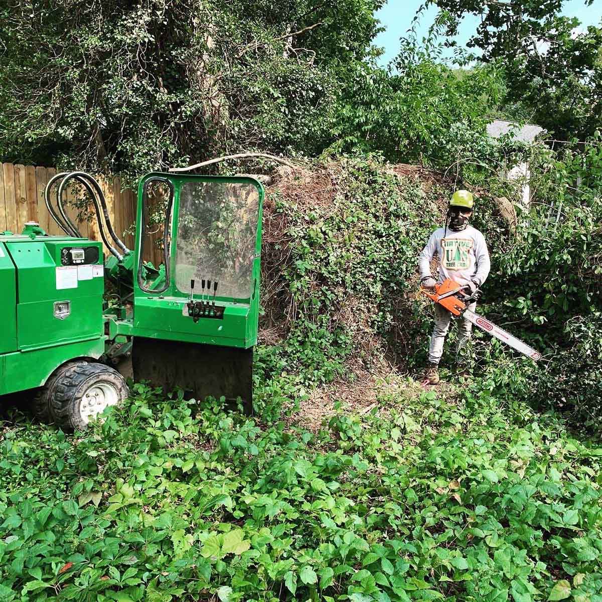 #1 Tree Services in Cincinnati | Tree Trimming in Amelia