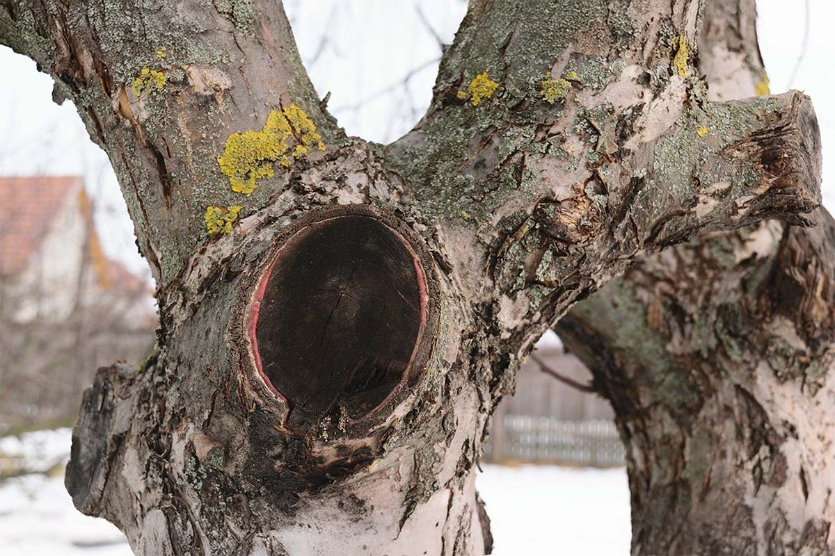 Signs You Need to Call a Professional to Trim Your Trees: When to Stop ...
